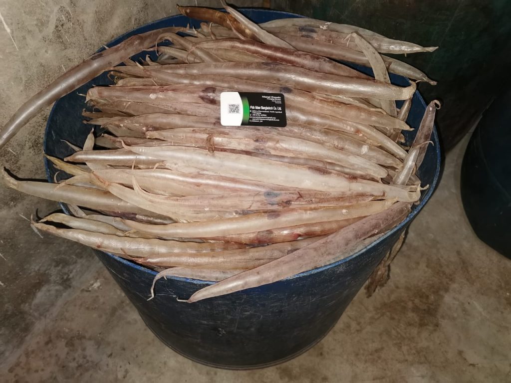 EEL FISH MAWS