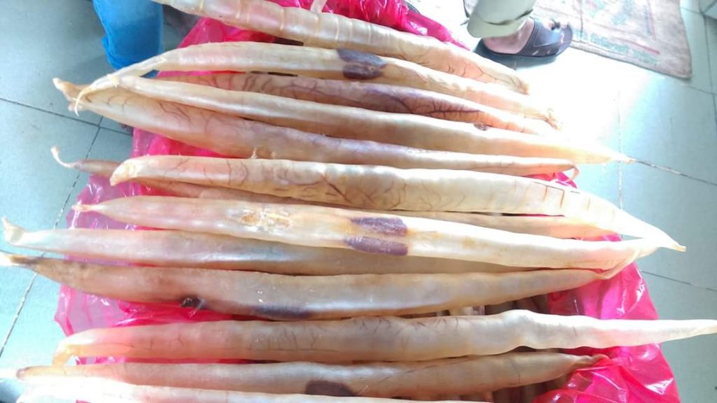 EEL FISH MAWS