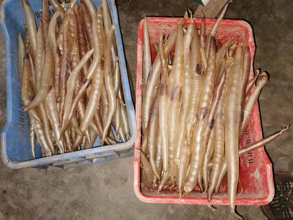 EEL FISH MAWS